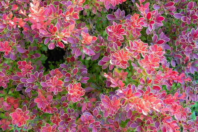 Live Python Masterclass | Learn Python Programming infyni Kids